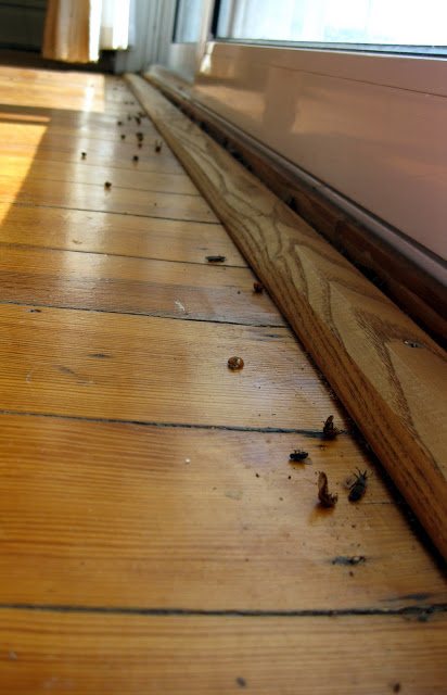 Dropping Like Flies | Reality Daydream