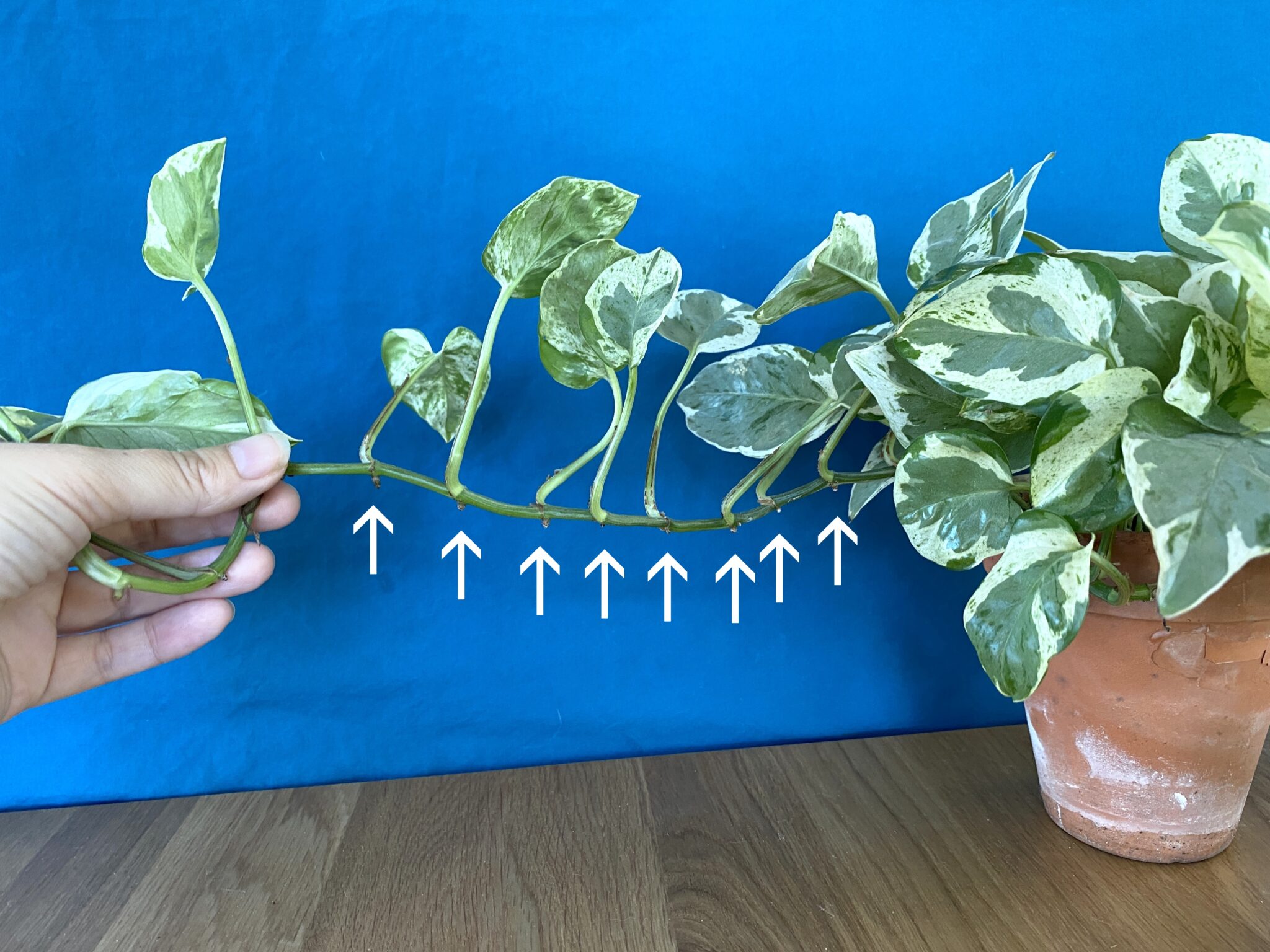 How to Propagate Pothos Plants | Reality Daydream