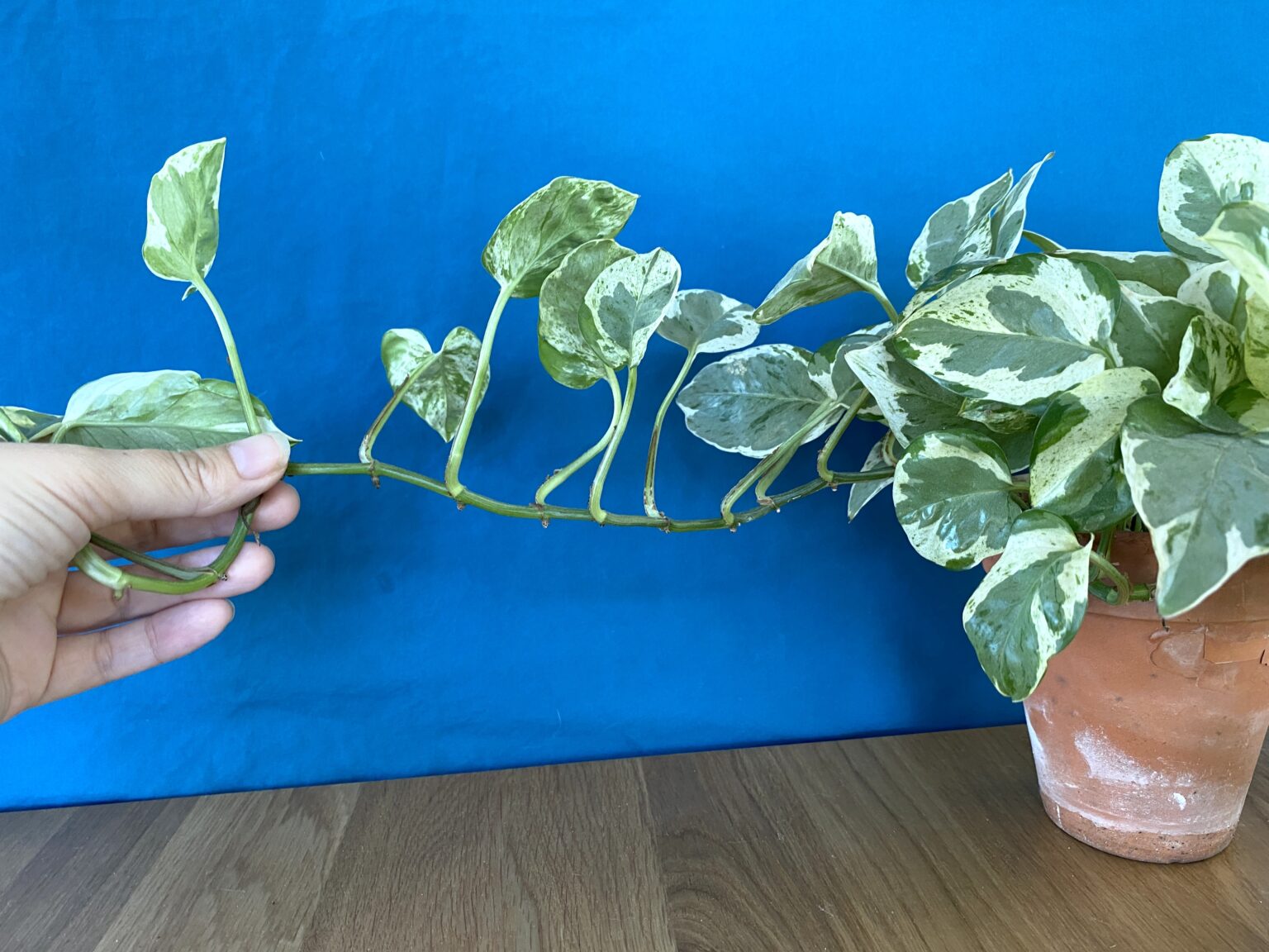 How to Propagate Pothos Plants | Reality Daydream