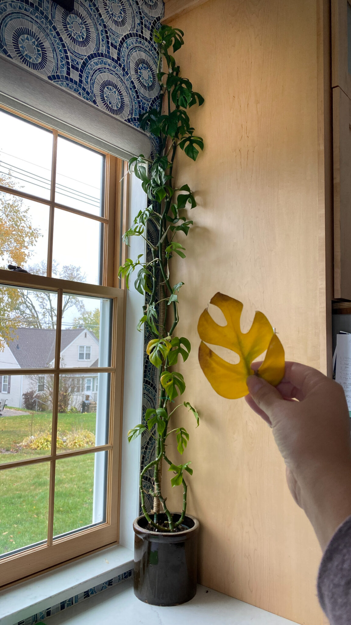 My Personal Plant Hero | Reality Daydream