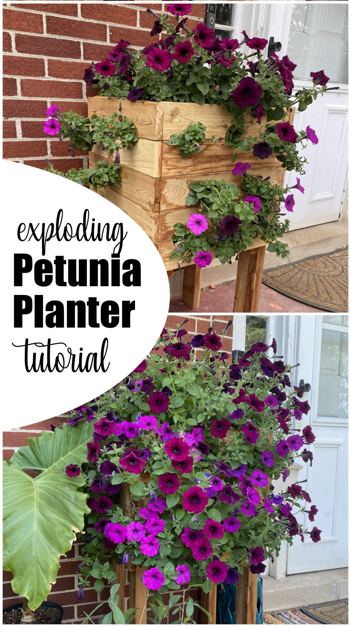 Pair of Cascading Wave Petunia Planters DIY | Reality Daydream