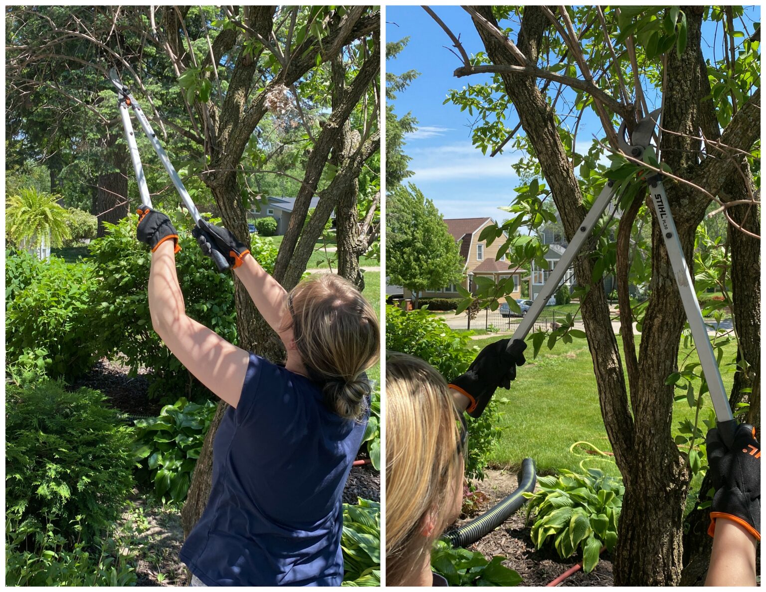 Pruning Bushes and Dead Branches | Reality Daydream